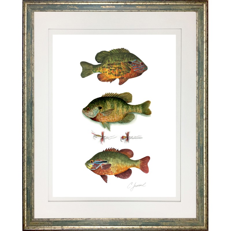 CL- PANFISH COMPOSITE - The Leonard Collection